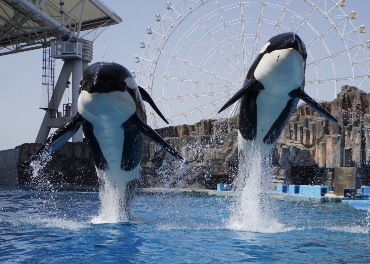 シャチがシャチじゃなくなる？｜研究・教育｜名古屋港水族館ホームページ