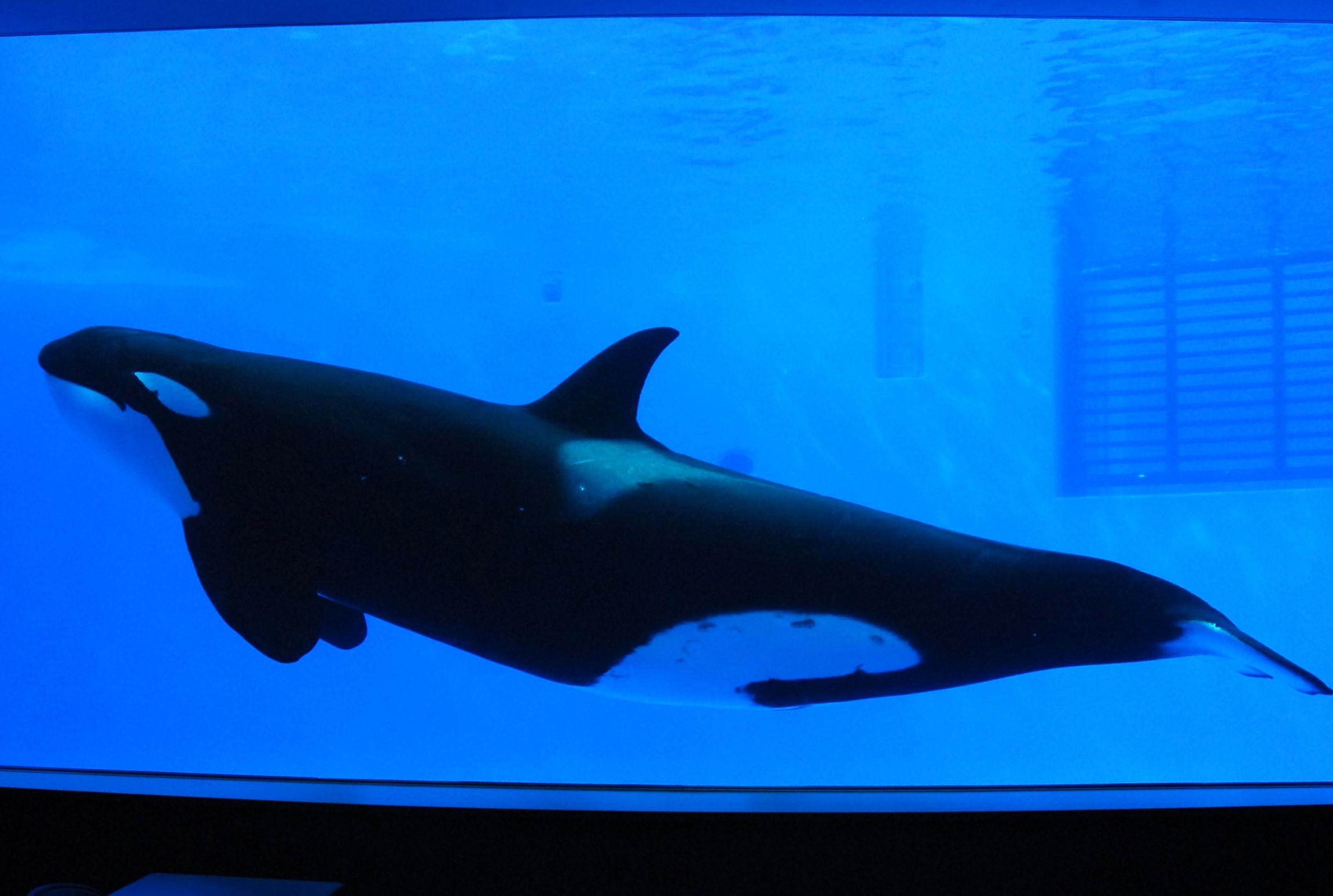 シャチがシャチじゃなくなる？｜研究・教育｜名古屋港水族館ホームページ