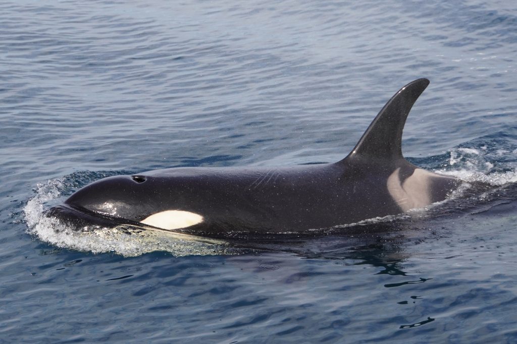 シャチがシャチじゃなくなる？｜研究・教育｜名古屋港水族館ホームページ